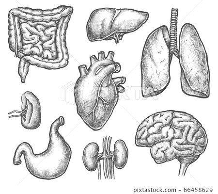 Set of isolated internal human organ sketch - Stock Illustration ...