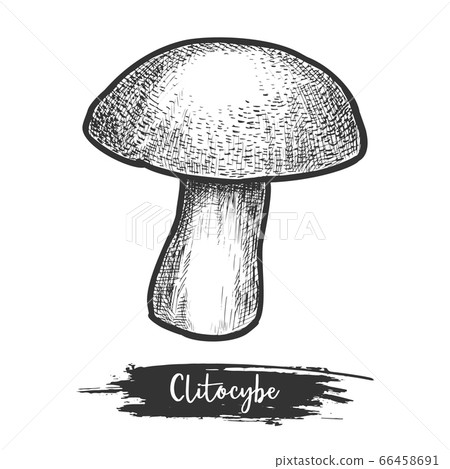 Clitocybe sketch or hand drawn sloping head - Stock Illustration ...