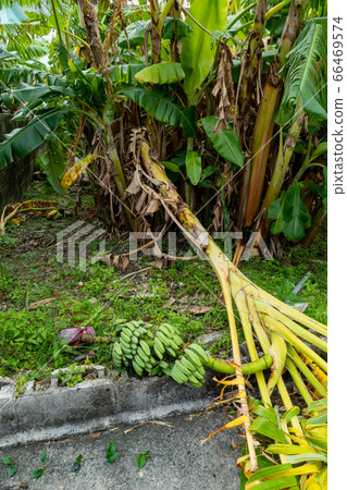 Okinawa Banana tree broken by typhoon Banana... - Stock Photo [66469574 ...