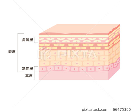 Sectional view of the skin - Stock Illustration [66475390] - PIXTA
