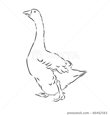 Hand drawn goose isolated. Engraved style... - Stock Illustration ...