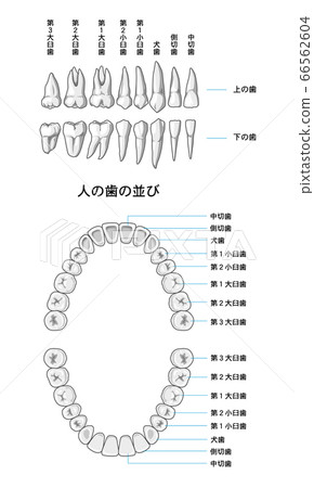 Permanent teeth alignment of teeth - Stock Illustration [66562604] - PIXTA