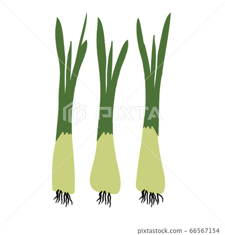 spring onions - Stock Illustration [66567154] - PIXTA