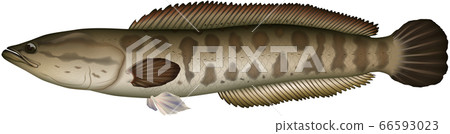 Raigyo (Kamuruchi) Illustration Vector - Stock Illustration [66593023 ...