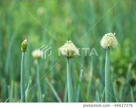 Red Onion Flower