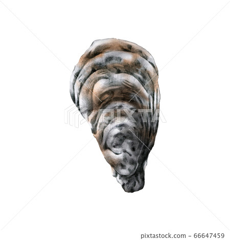 Sketch of edible shellfish - Stock Illustration [66647459] - PIXTA