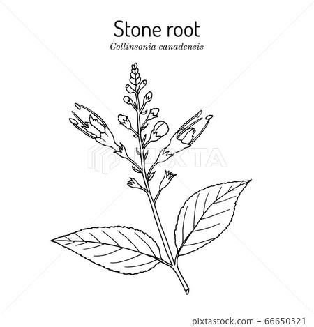 Stone root collinsonia canadensis , or Knob... - Stock Illustration ...