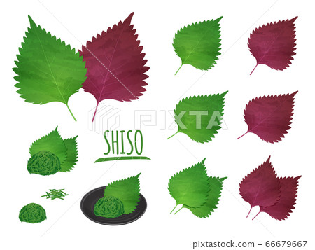 Shiso illustration set _ condiment _ large leaf... - Stock Illustration ...