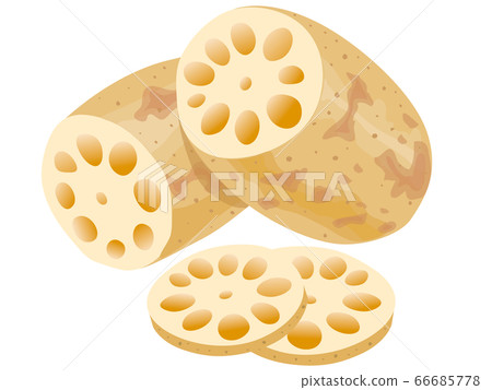 Lotus root - Stock Illustration [66685778] - PIXTA