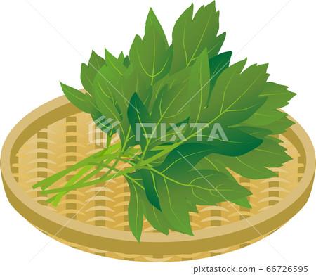 Ashitaba - Stock Illustration [66726595] - PIXTA