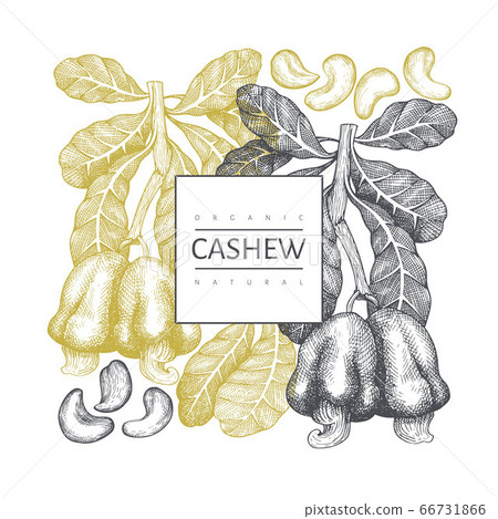 Hand drawn sketch cashew design template. Organic - Stock Illustration ...