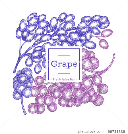 Grape design template. Hand drawn vector grape - Stock Illustration ...