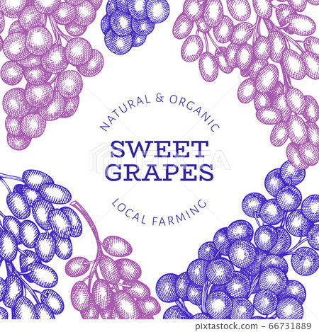 Grape design template. Hand drawn vector grape - Stock Illustration ...