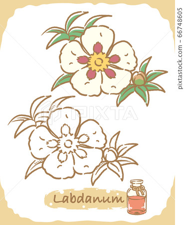 Illustration material of labdanum and bottle of... - Stock Illustration ...