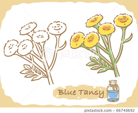 Illustration material of blue tansy and bottle... - Stock Illustration ...