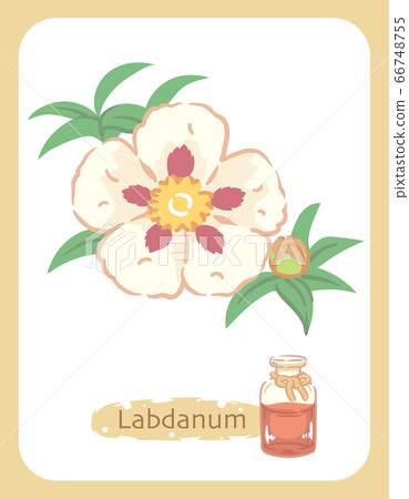 Illustration material of labdanum and bottle of... - Stock Illustration ...