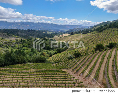 Aerial view of Napa Valley vineyard landscape - Stock Photo [66771999 ...
