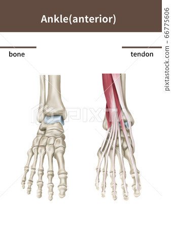 Ankle front medical illustration - Stock Illustration [66775606] - PIXTA