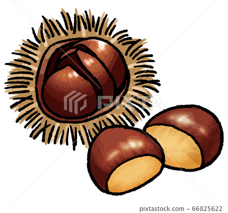 Hand drawn vector illustration of chestnut - Stock Illustration ...