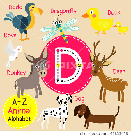Letter D tracing English vocabulary flashcard...-插圖素材 [66833438] - PIXTA圖庫