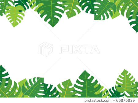 Monstera background illustration (frame) - Stock Illustration [66876859 ...