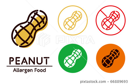 vector, vectors, groundnut - Stock Illustration [66889693] - PIXTA