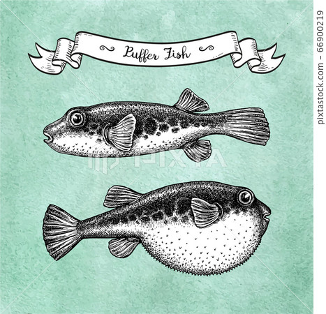 Ink sketch of fugu fish. - Stock Illustration [66900219] - PIXTA