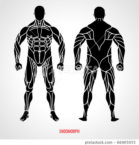 Body Type Endomorph. Front and back view.... - Stock Illustration ...