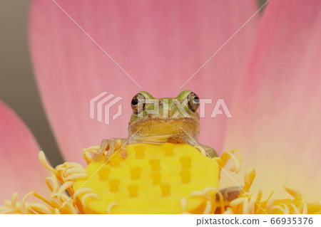 Tree frog resting on a lotus flower - Stock Photo [66935376] - PIXTA