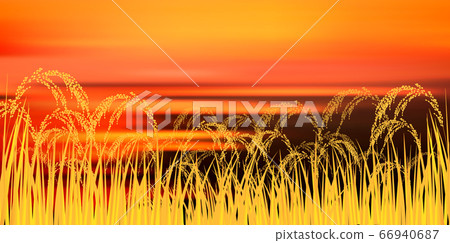 Rice rice agriculture background - Stock Illustration [66940687] - PIXTA