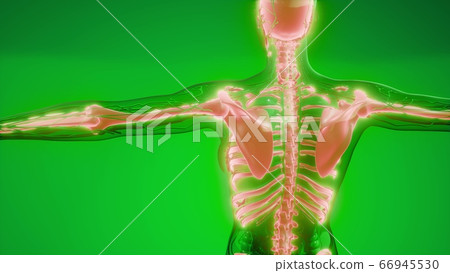 Transparent Human Body with Visible Bones - Stock Illustration ...