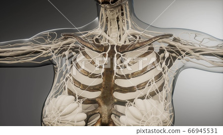 Transparent Human Body with Visible Bones - Stock Illustration ...