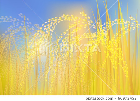 Rice rice agriculture background - Stock Illustration [66972452] - PIXTA