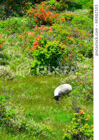 Akagiyama and Shirakaba ranch where renge... - Stock Photo [66982503 ...