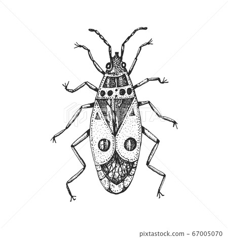 Insects bugs beetles. The firebug, Pyrrhocoris... - Stock Illustration [67005070] - PIXTA
