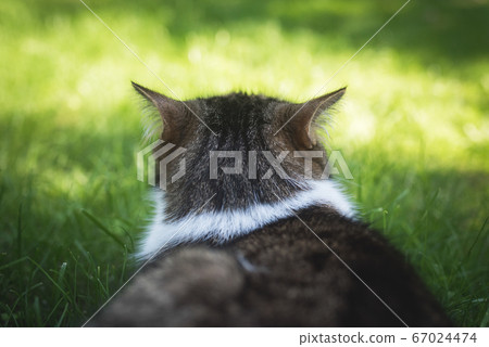 Back Of Cat Head Cat Head Shadow Stock Photos, Images And Backgrounds