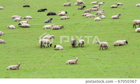 Sheep ranch - Stock Photo [67050367] - PIXTA