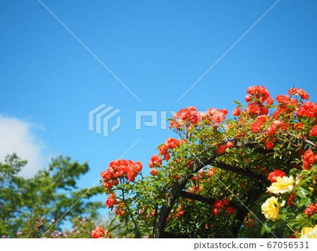Landscape of Hokkaido Lloyds Rose Garden - Stock Photo [67056531] - PIXTA