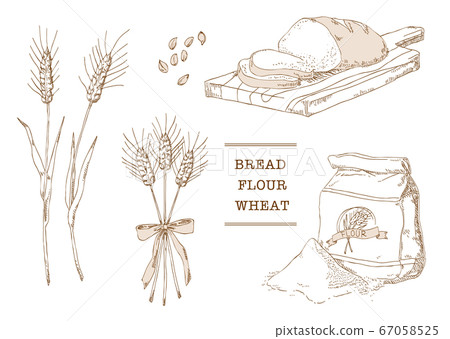 Hand drawn wheat flour bread material... - Stock Illustration [67058525 ...