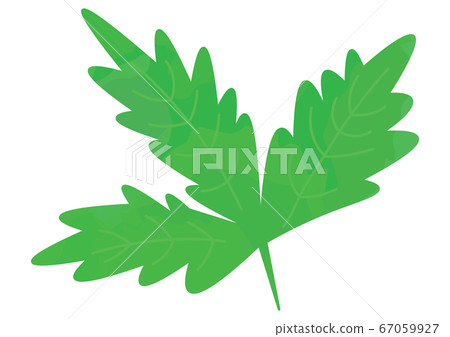 Illustration of mugwort - Stock Illustration [67059927] - PIXTA