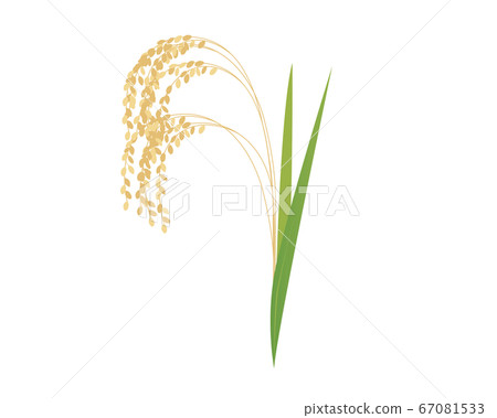 Illustration of rice ear - Stock Illustration [67081533] - PIXTA