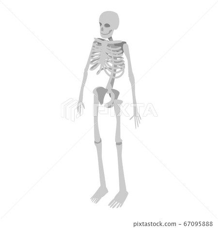 Human skeleton icon, isometric style - Stock Illustration [67095888 ...
