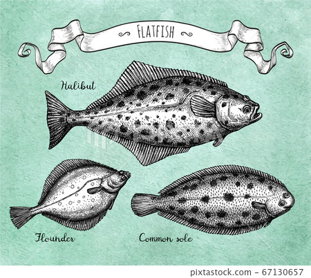 Ink sketch of flatfish - Stock Illustration [67130657] - PIXTA