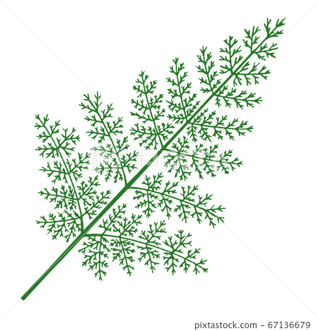 Vector illustration of Tabaria fan (fern) - Stock Illustration ...