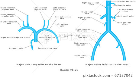 Major veins - Stock Illustration [67187042] - PIXTA