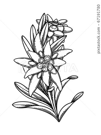 Edelweiss Flower Drawing | Best Flower Site