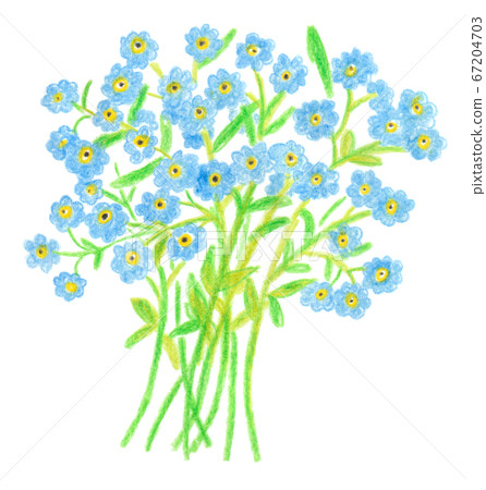Forget-me-not drawn with watercolor pencils - Stock Illustration ...