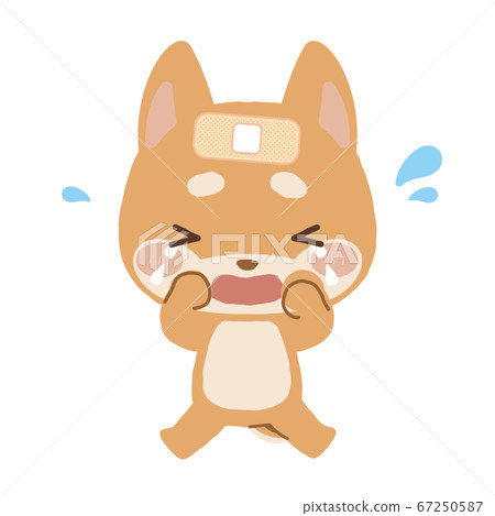 Shiba Inu crying and crying - Stock Illustration [67250587] - PIXTA