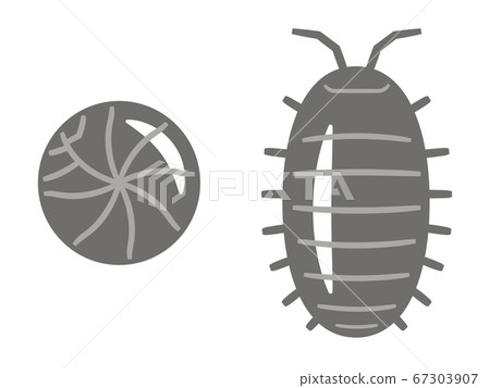 Illustration of pill bug - Stock Illustration [67303907] - PIXTA