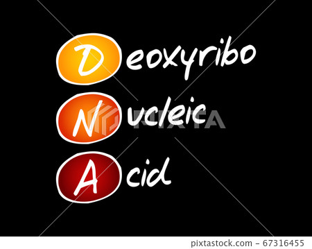 DNA - Deoxyribonucleic Acid acronym - Stock Illustration [67316455] - PIXTA
